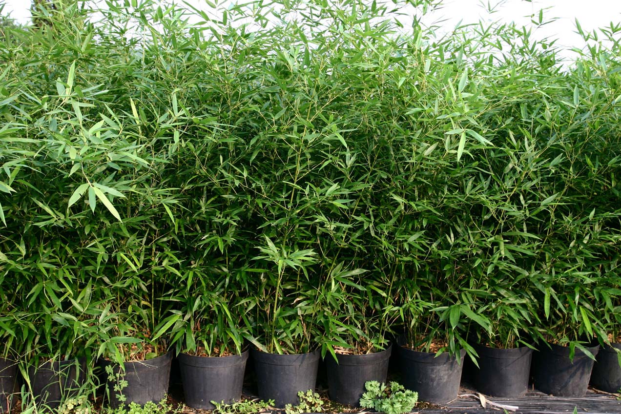 Tassie’s Only Dedicated Bamboo Nursery