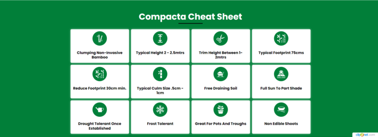 Compacta