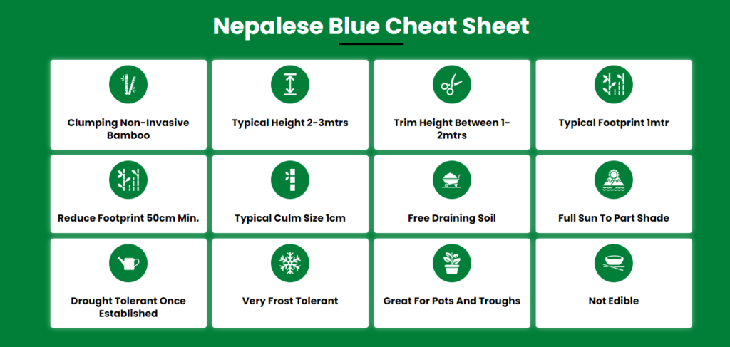 Nepalese Blue